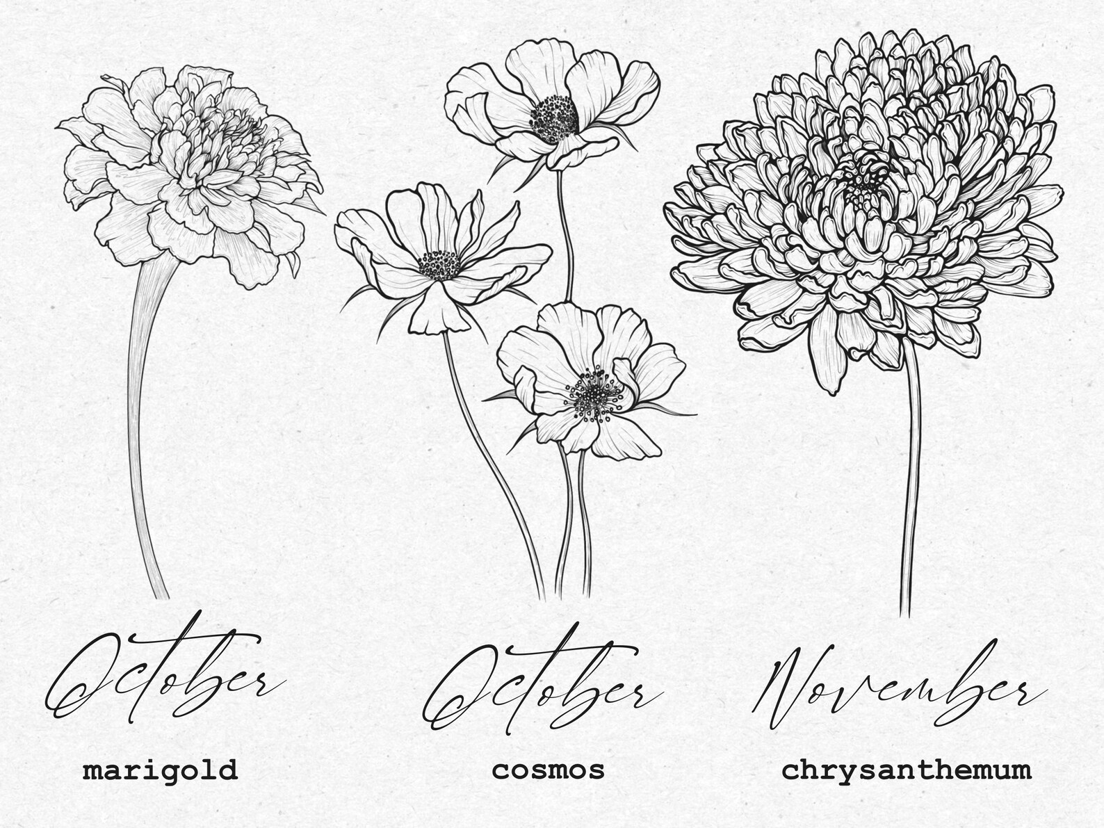 Birth Flowers PNG SVG, Hand Drawn Flowers, Birth Month Flowers Clipart ...