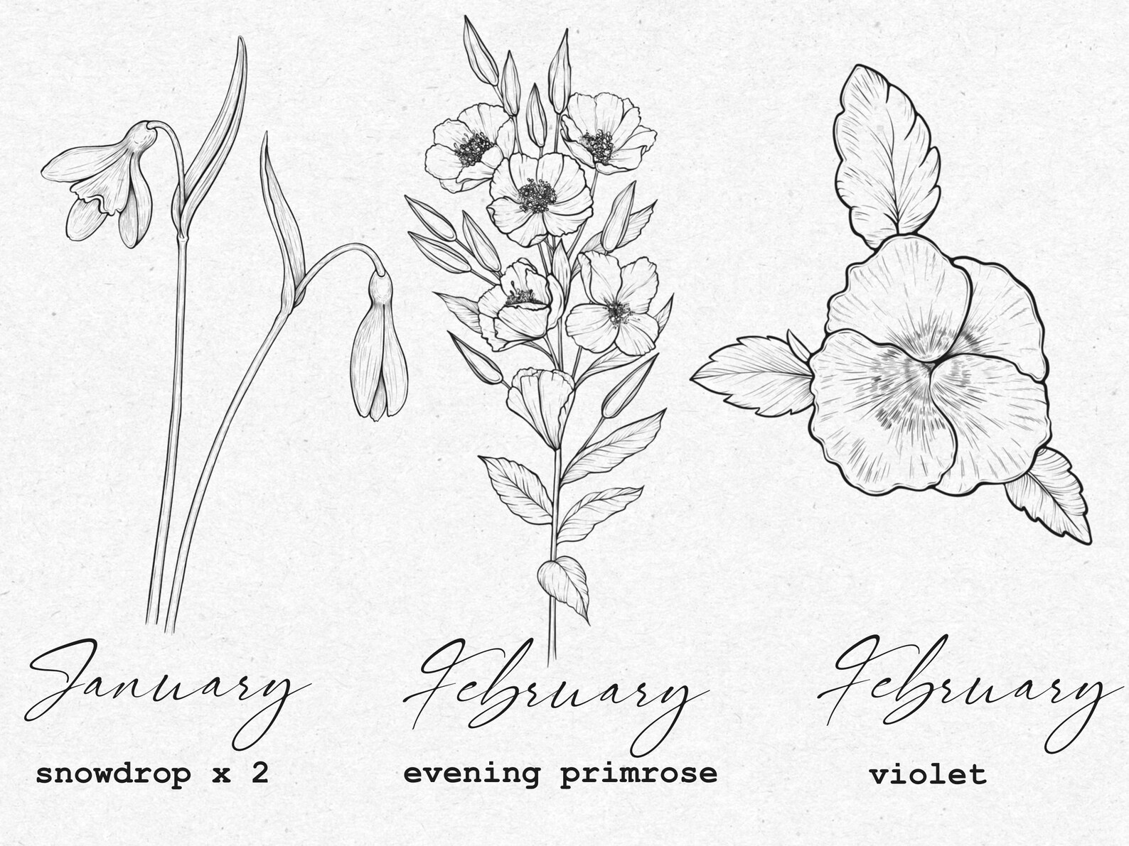 Birth Flowers PNG SVG, Hand Drawn Flowers, Birth Month Flowers Clipart ...