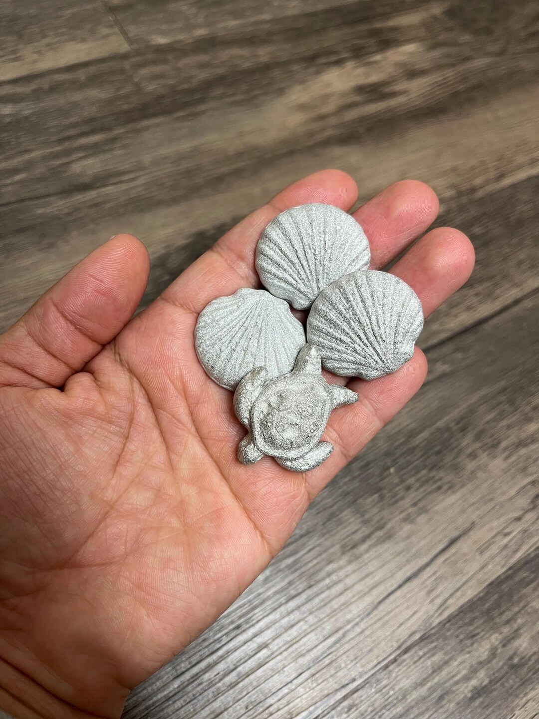 Seashells and Sea Turtle - Shells and Turtle - Etsy