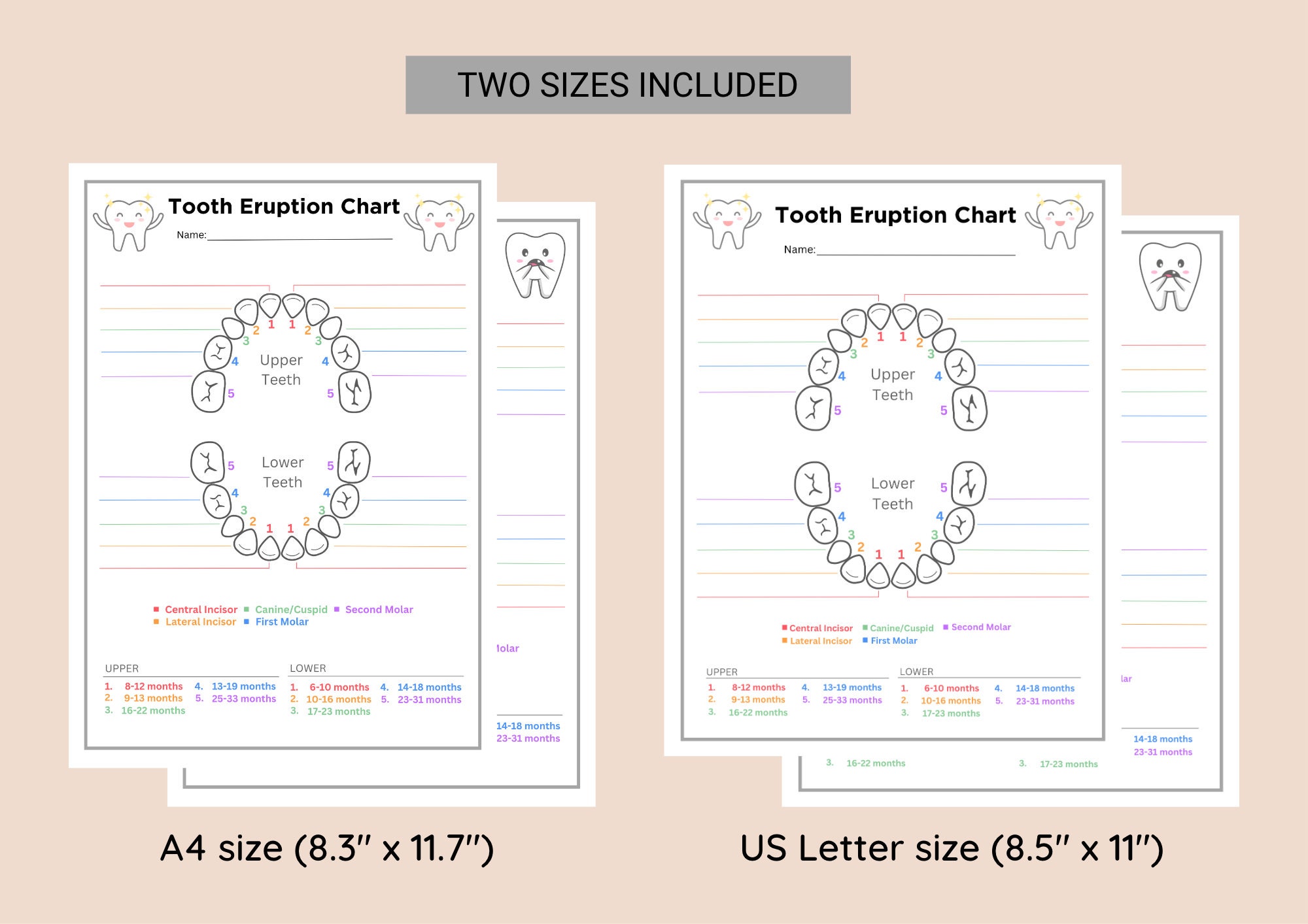 Printable Tooth Eruption Chart & Lost Tooth Chart Baby Tooth - Etsy ...