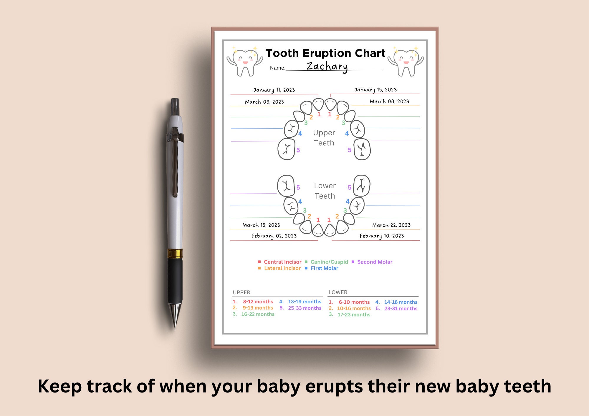 Printable Tooth Eruption Chart & Lost Tooth Chart Baby Tooth - Etsy ...