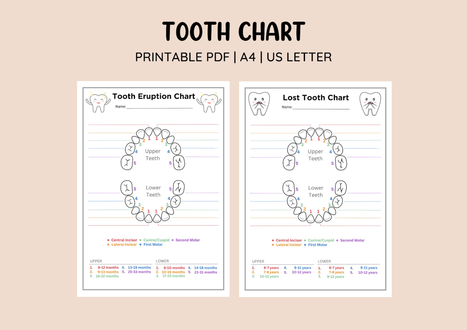 Printable Tooth Eruption Chart & Lost Tooth Chart • Baby Tooth Tracker ...