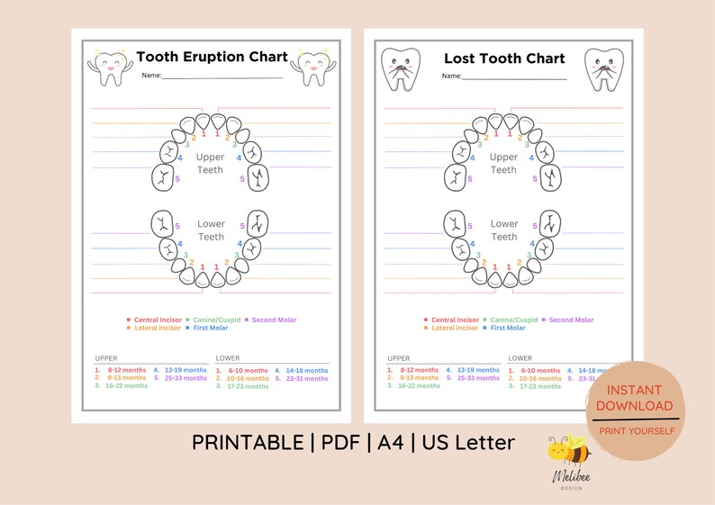 Printable Tooth Eruption Chart & Lost Tooth Chart Baby Tooth - Etsy ...