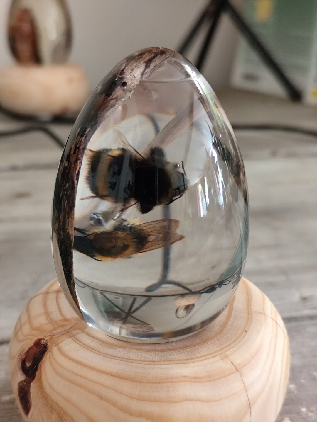 Wildlife Bumblebee With Bee Lamp and Its Luminous Nest. - Etsy