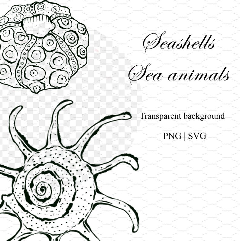 Seashells SVG, Sea Animals Clipart, Seashell Print, Marine Life Png ...