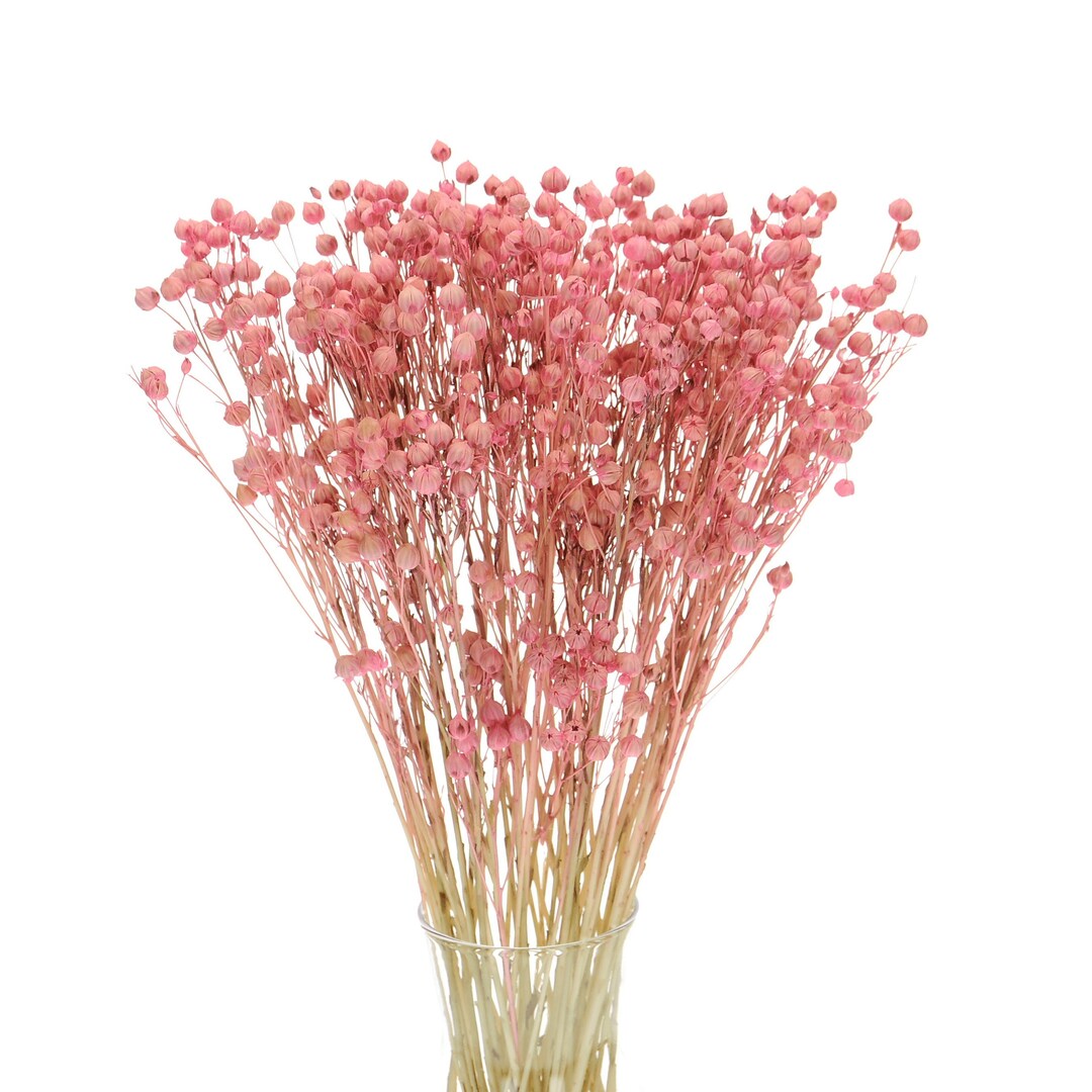 Dried Pink Linum Bunch 80 G Dried Lino Vlas Dried Flax Natural Dried ...