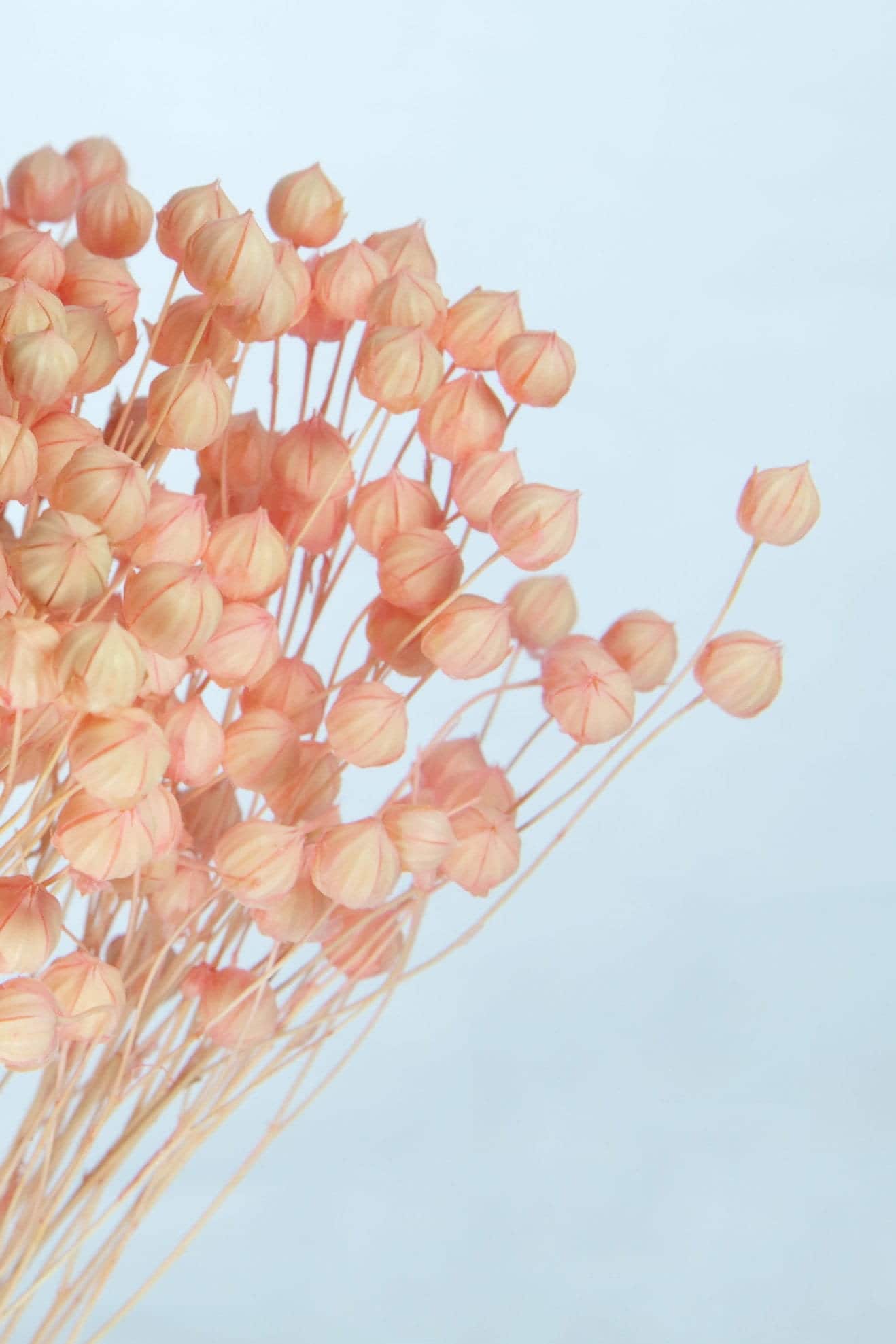 Dried Pink Linum Bunch 80 G Dried Lino Vlas Dried Flax - Etsy