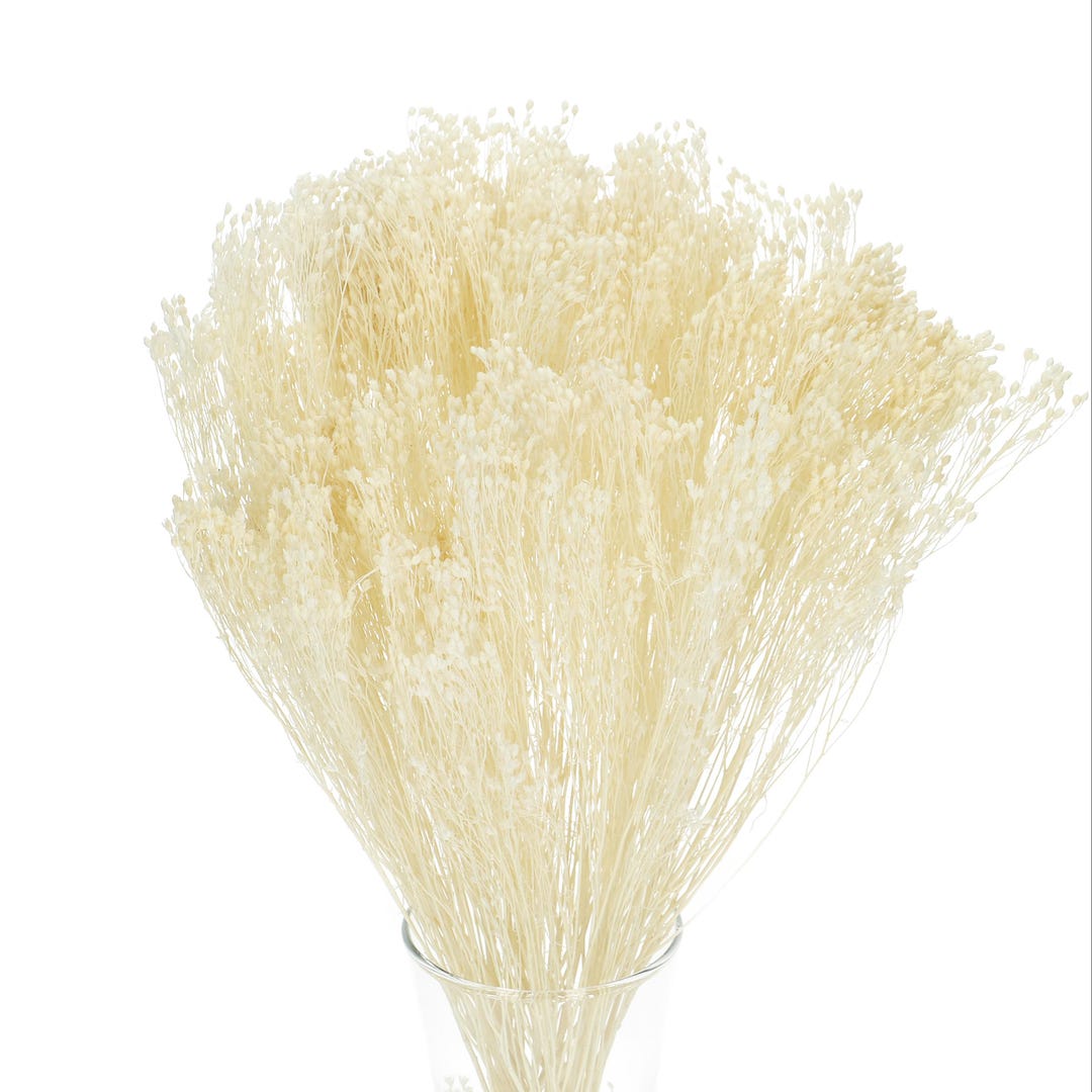 Dried White Broom Bloom, Bunch 70 G, Floral Arrangement, Bouquet Filler ...