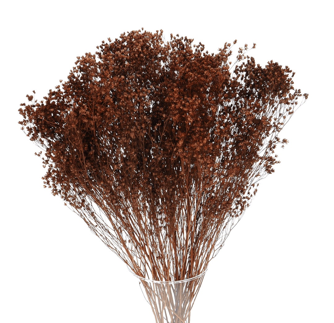 Dried Brown Broom Bloom, Bunch 90 G, Floral Arrangement, Bouquet Filler ...