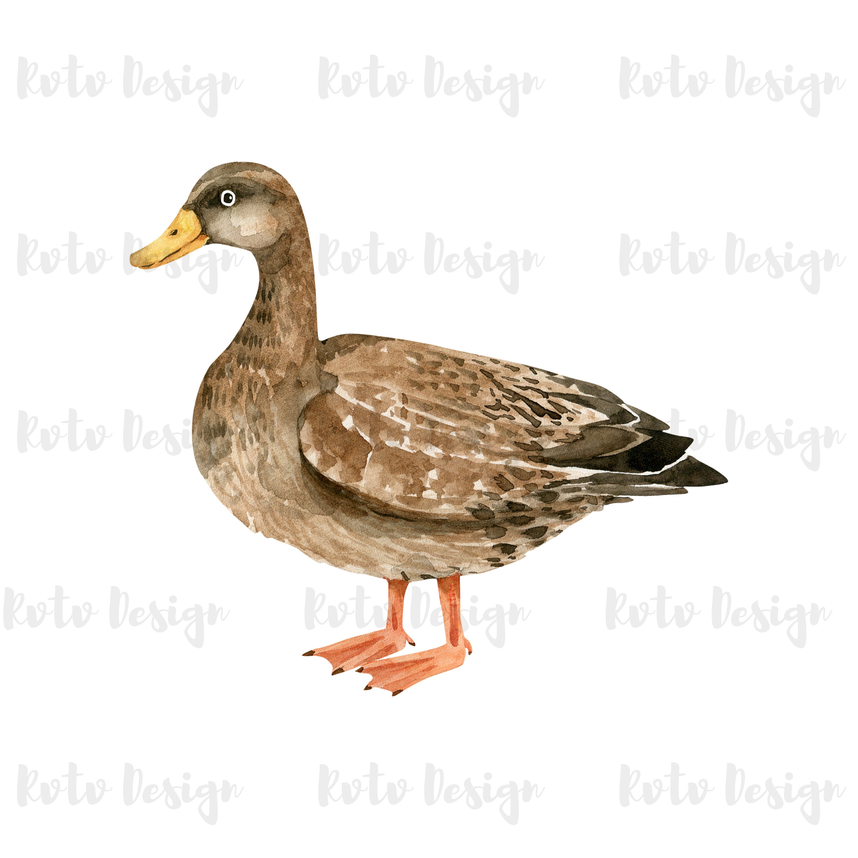 5 Types Wild Duck Sublimation PNG, Mallard Duck PNG, Mallard Duck ...