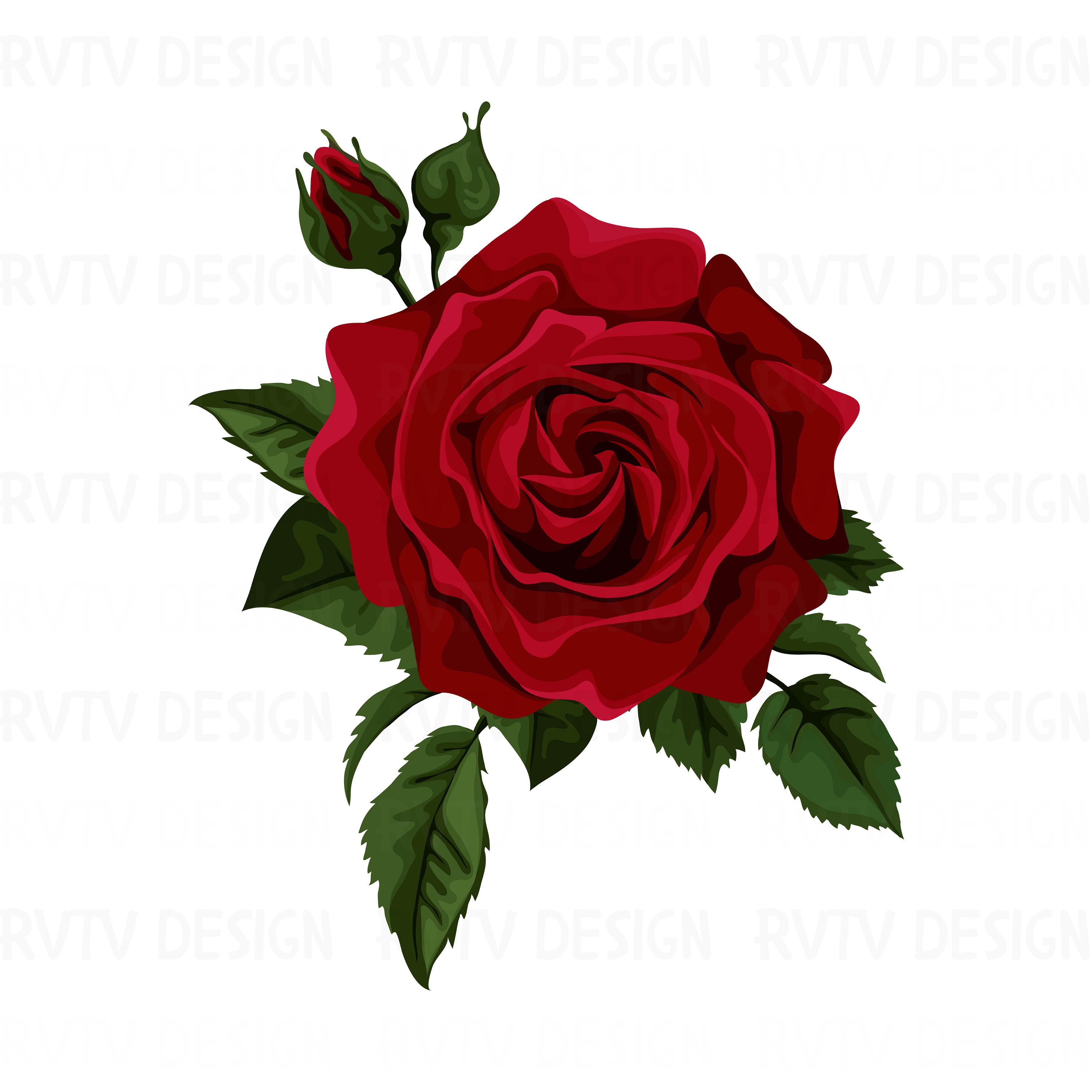 5 Types Rose Flower PNG Files, Floral Decoration PNG, Rose Png, Flower ...