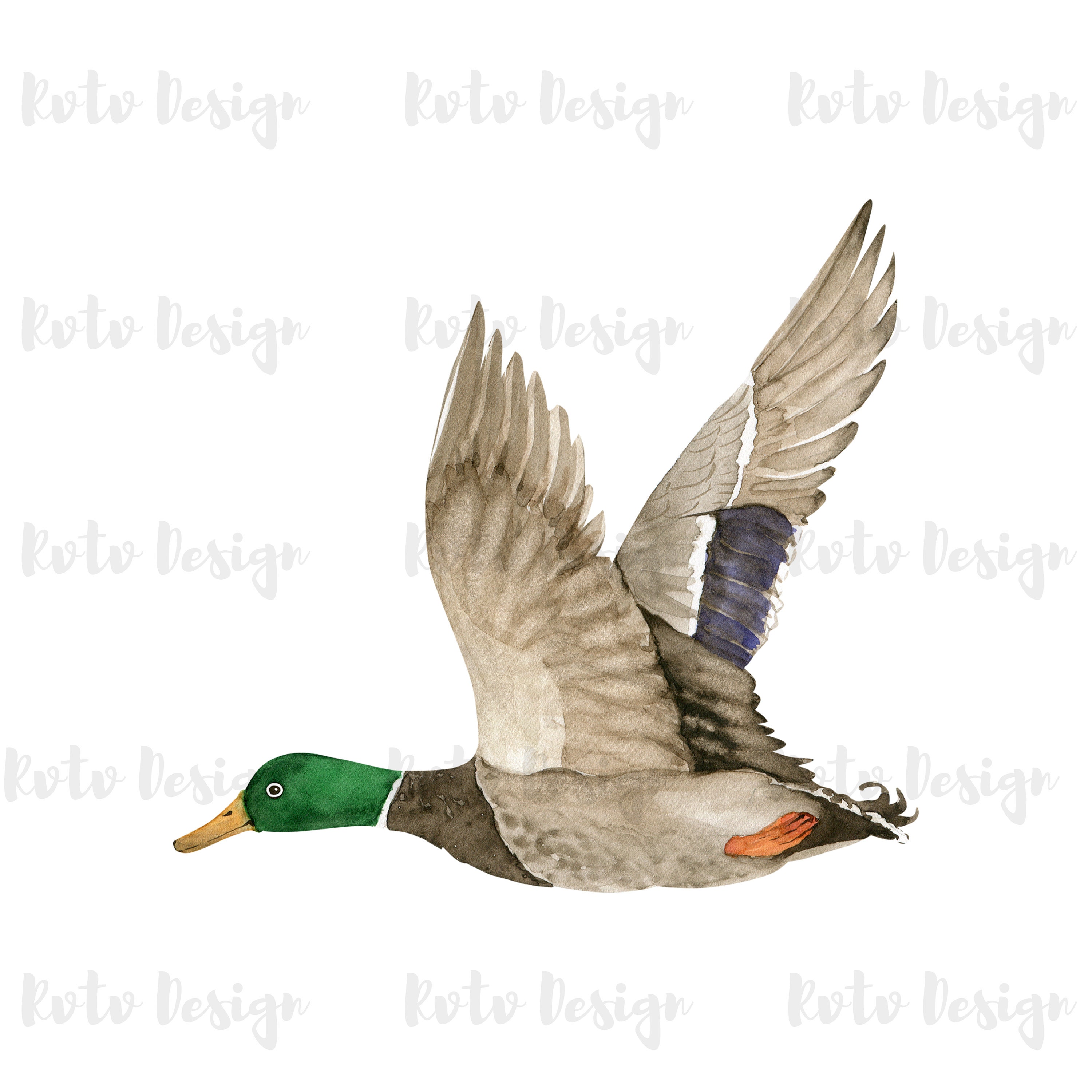 5 Types Wild Duck Sublimation PNG, Mallard Duck PNG, Mallard Duck ...