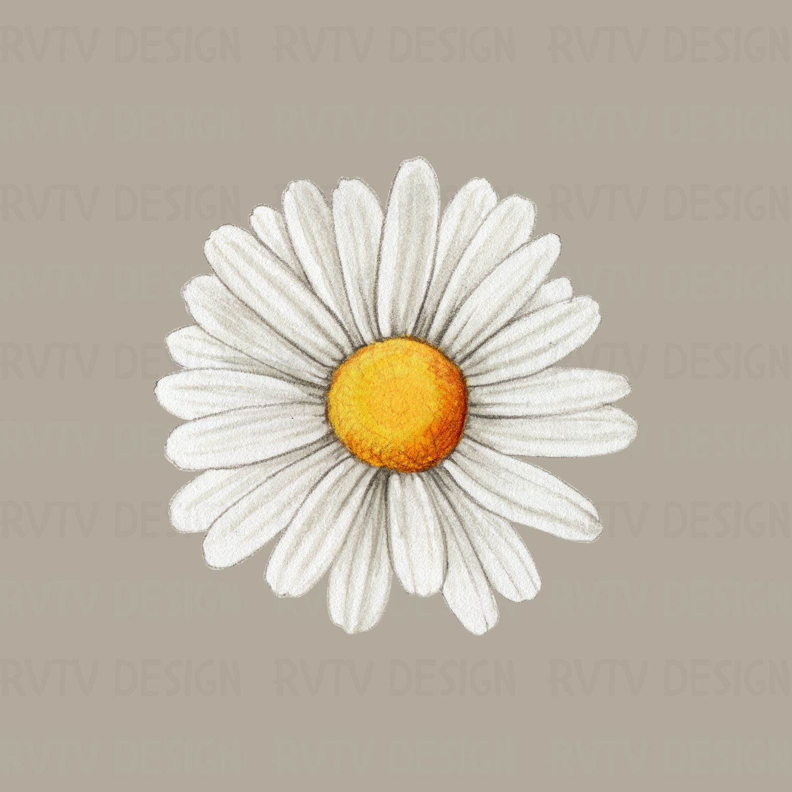 Daisy Png, 5 Types Daisy Files, Daisy Png Bundle, Daisy Flower Png ...