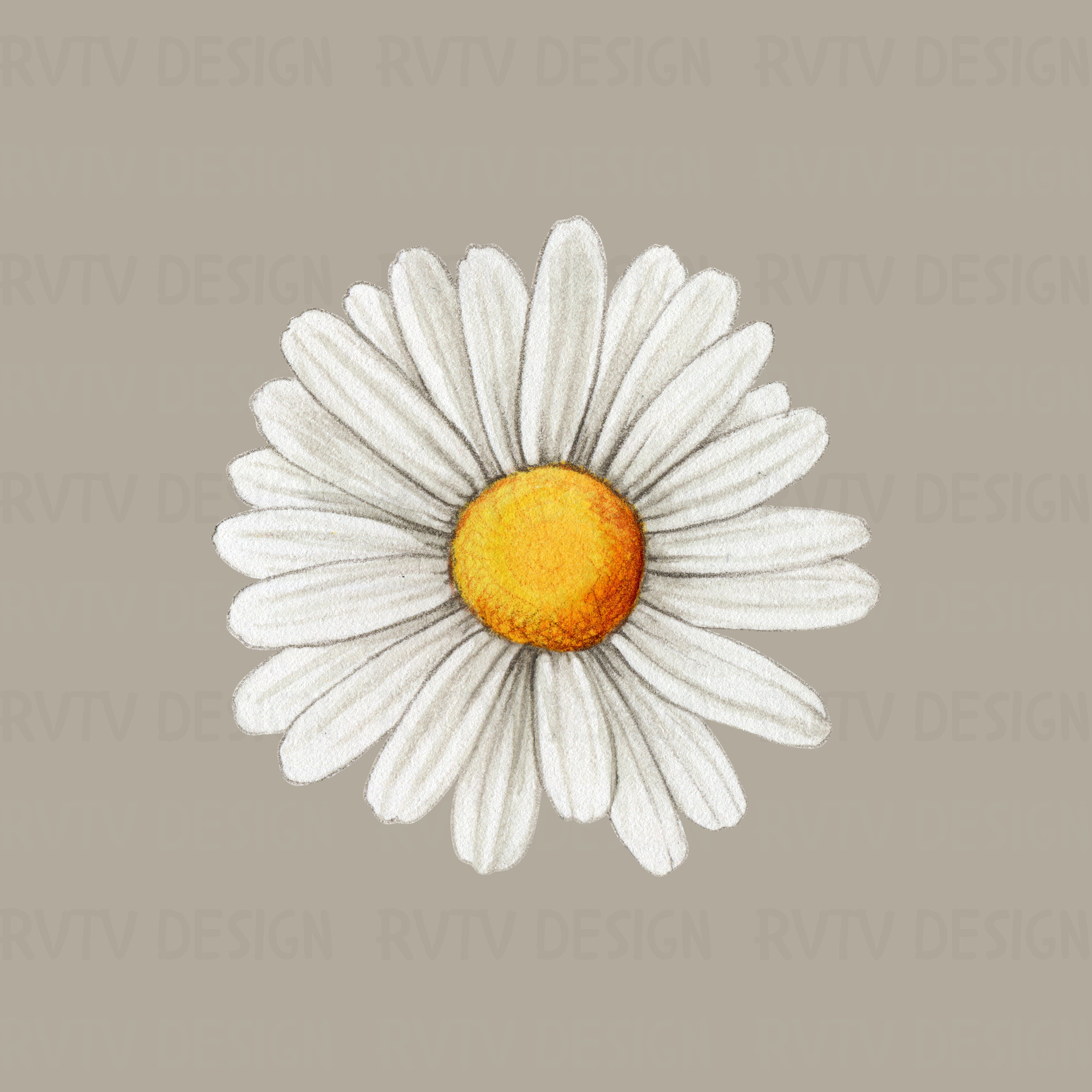 Daisy PNG Bundle: Flower Clipart, Silhouette Cut File (digital Download ...