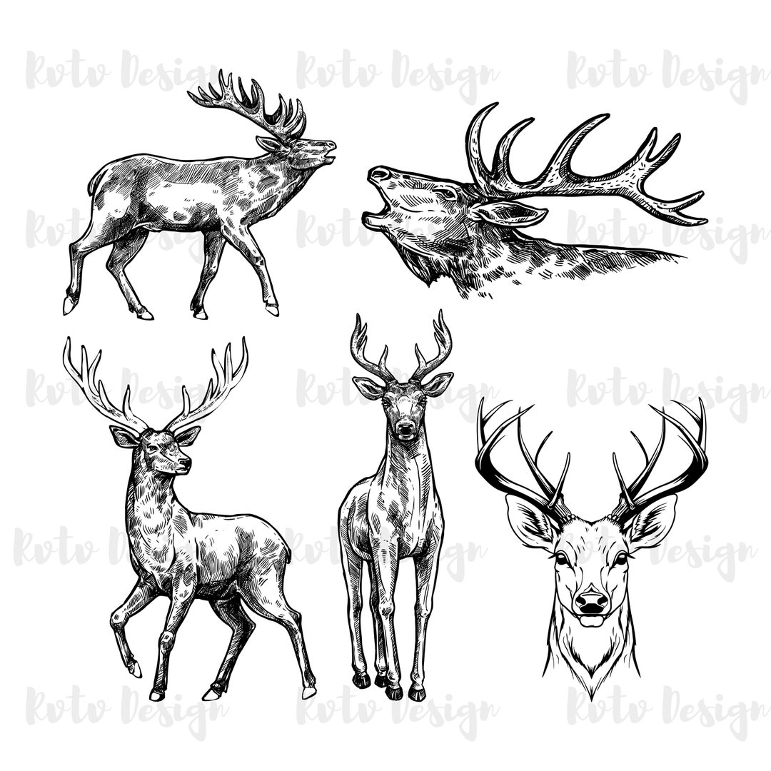 Deer Vector Illustration Bundle, 5 Types Deer Vector, PNG, Vintage, Cut ...