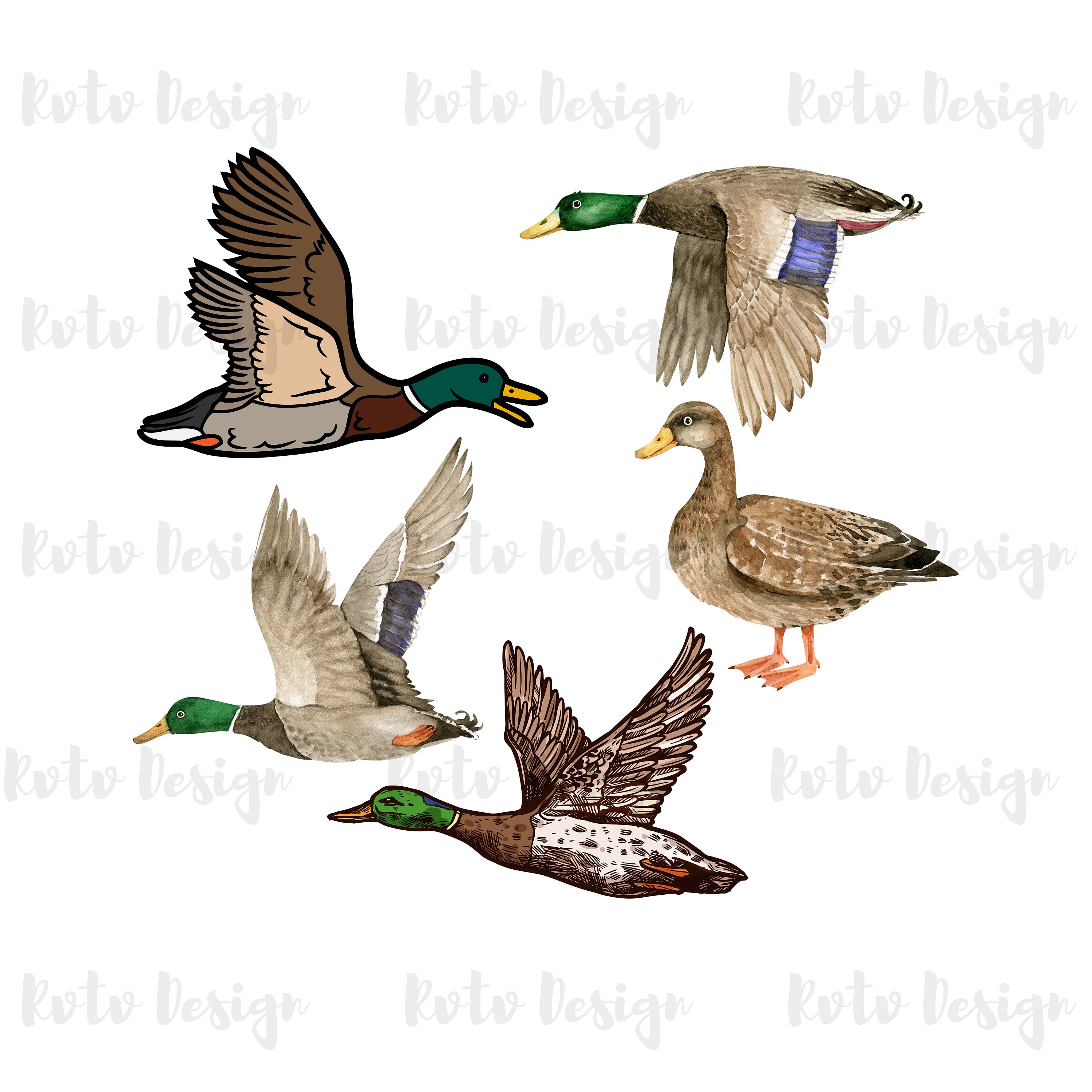 5 Types Wild Duck Sublimation PNG, Mallard Duck PNG, Mallard Duck ...