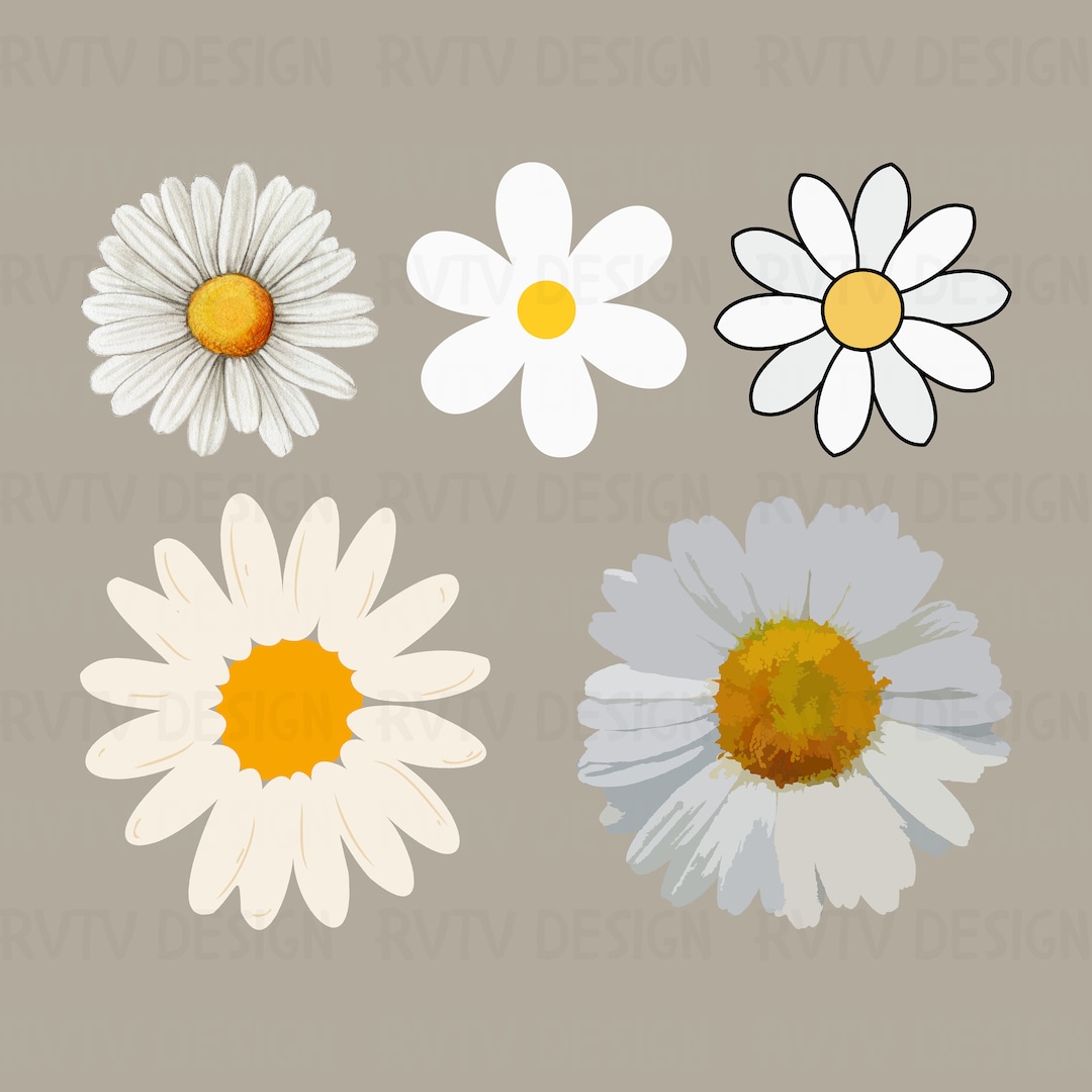 Daisy Png, 5 Types Daisy Files, Daisy Png Bundle, Daisy Flower Png ...