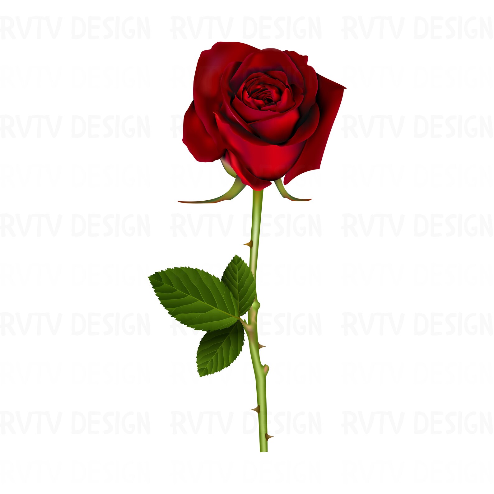 5 Types Rose Flower PNG Files, Floral Decoration PNG, Rose Png, Flower ...