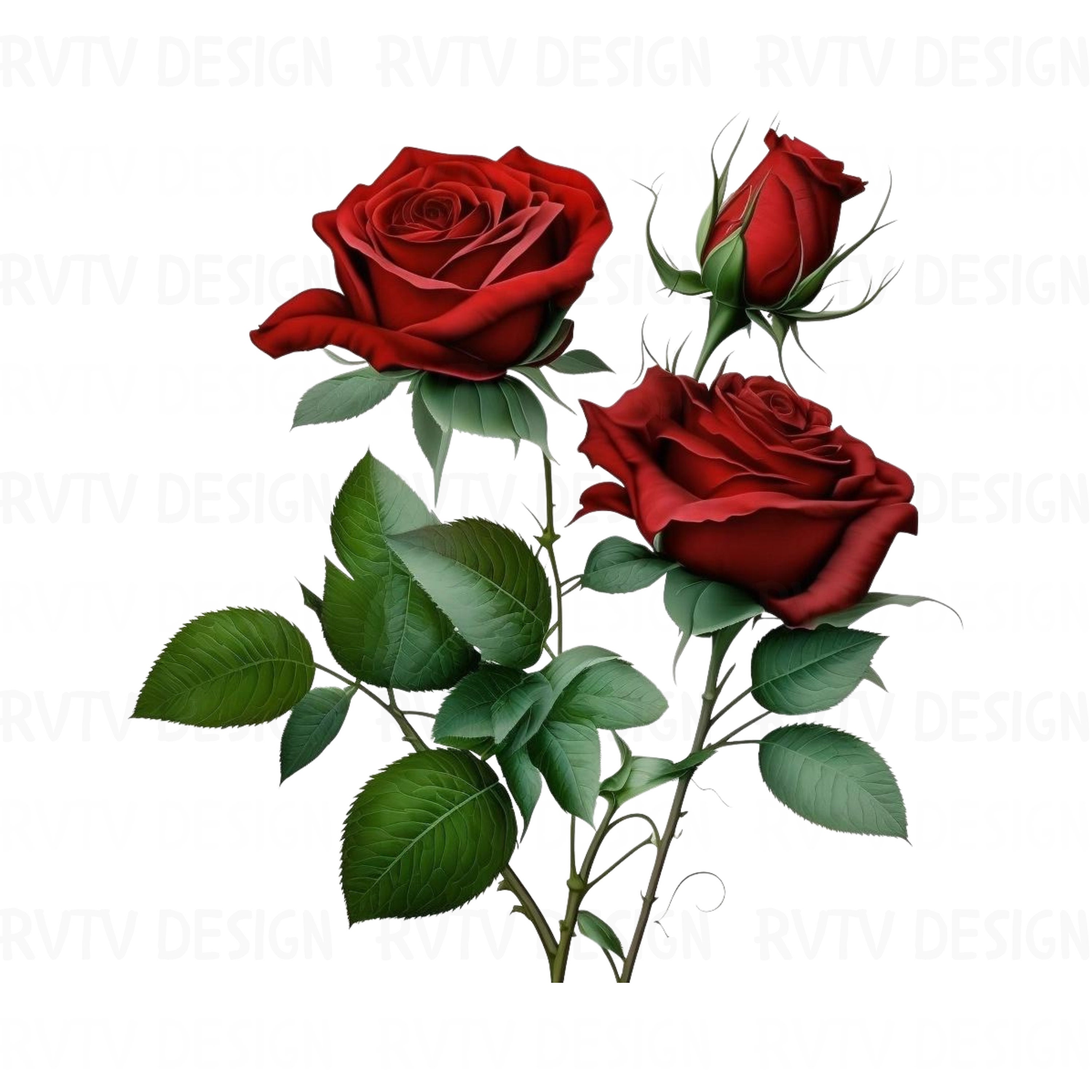5 Types Rose Flower PNG Files, Floral Decoration PNG, Rose Png, Flower ...