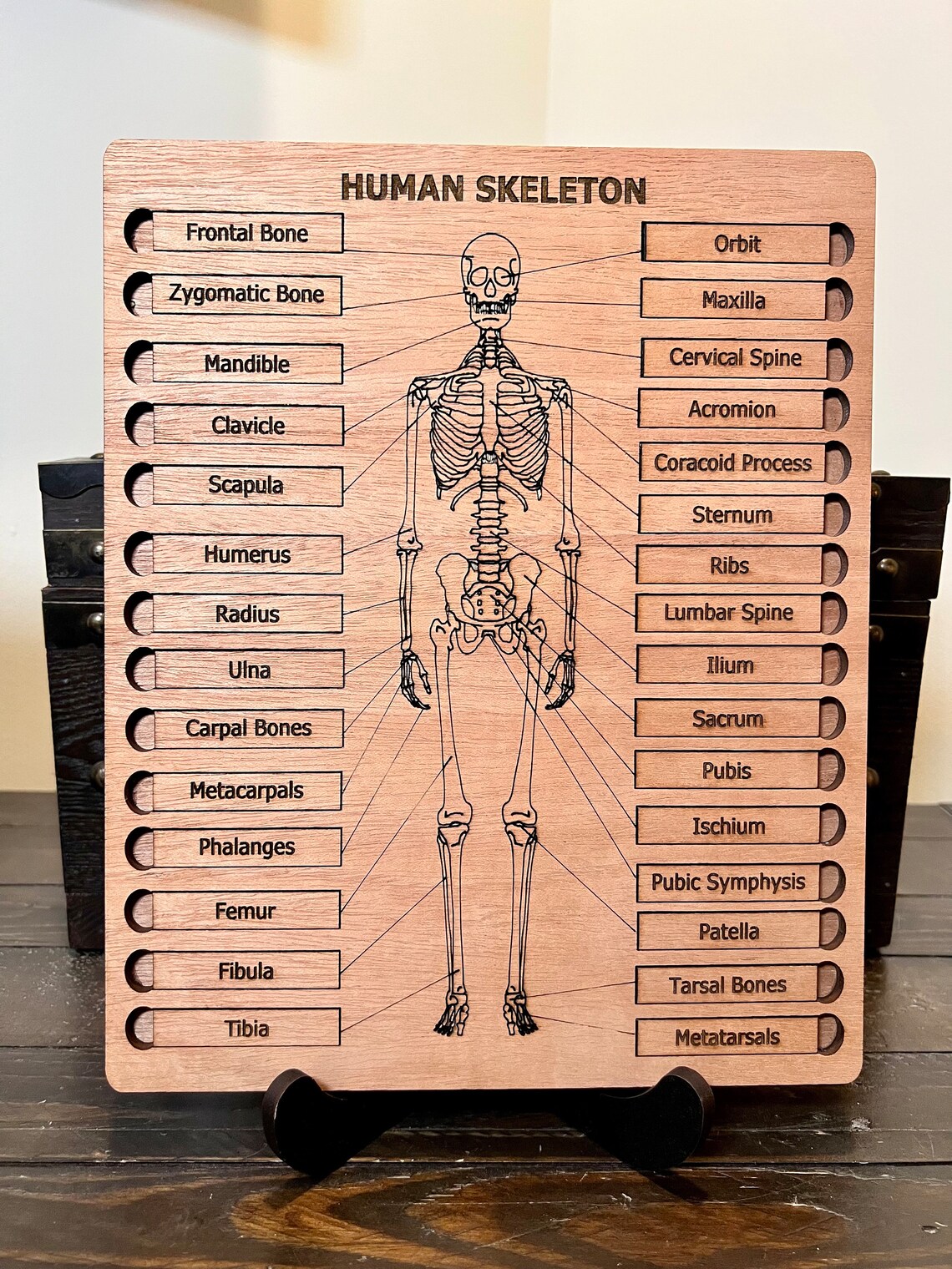 Human Skeleton Matching Puzzle Educational Tool Laser Engraved Laser ...