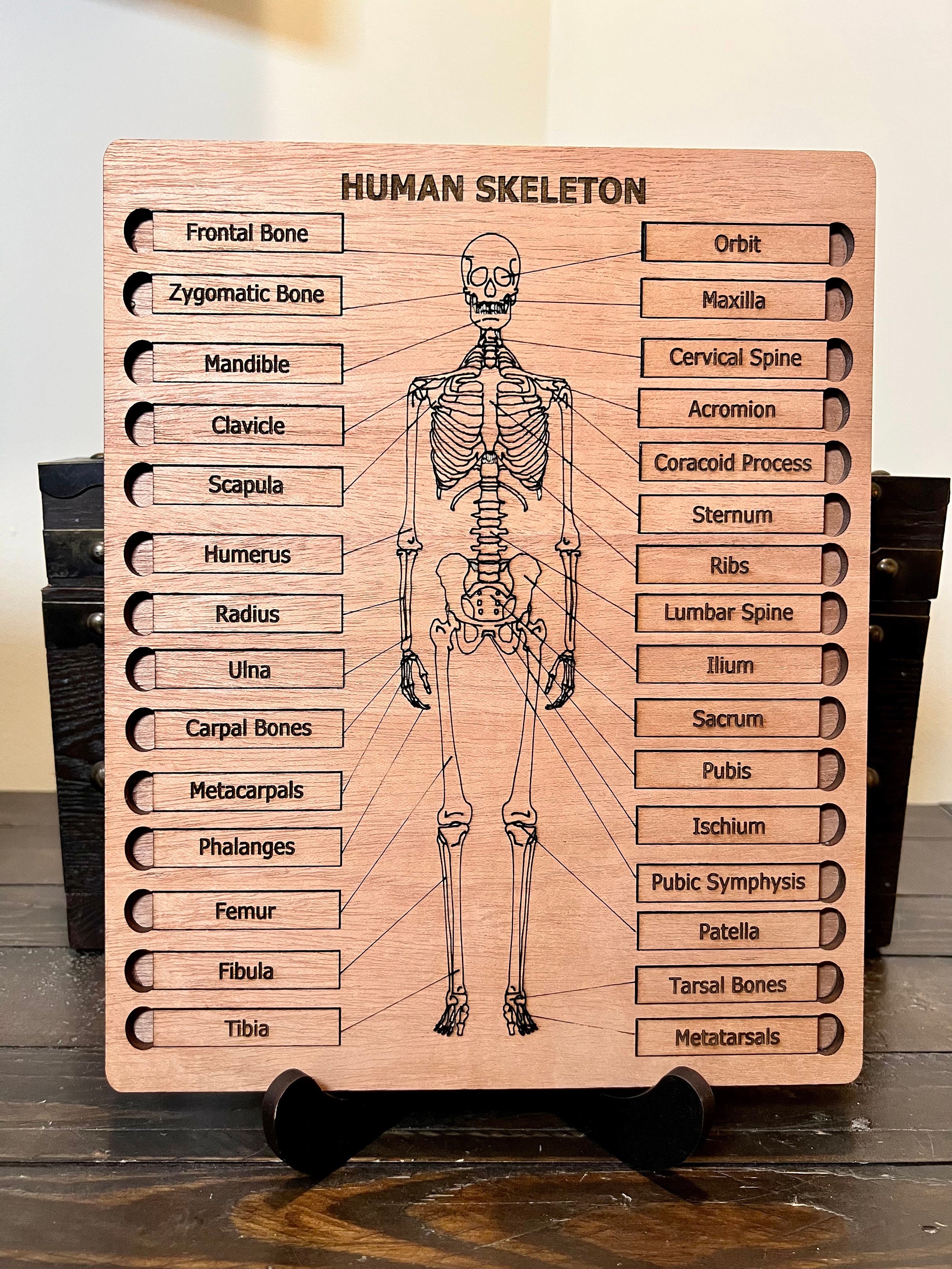 Human Skeleton Matching Puzzle Educational Tool Laser Engraved - Etsy