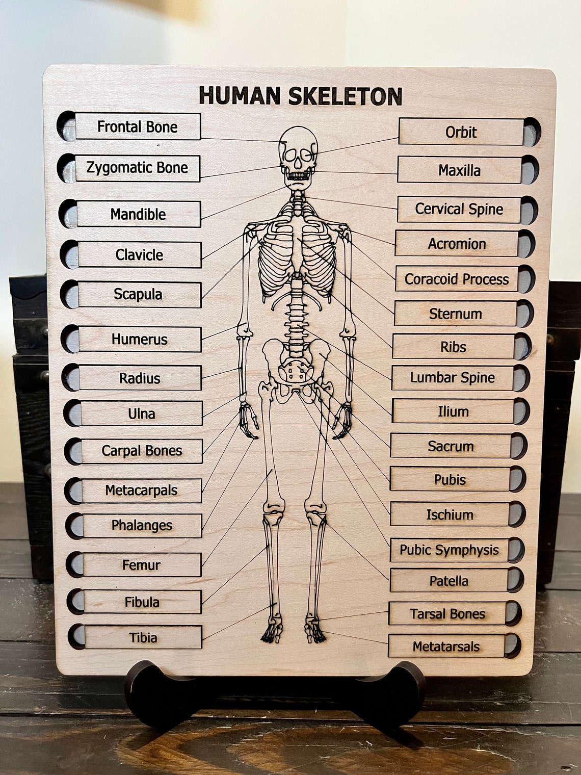 Human Skeleton Matching Puzzle Educational Tool Laser Engraved - Etsy