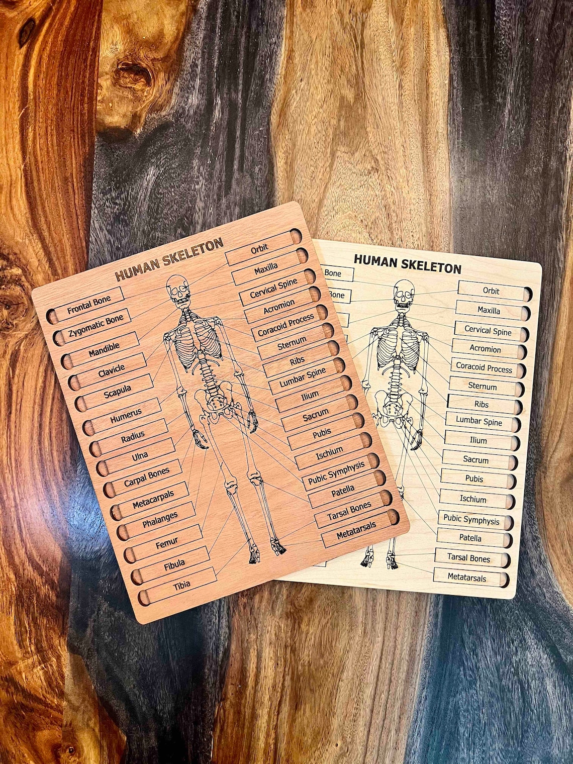 Human Skeleton Matching Puzzle Educational Tool Laser Engraved - Etsy