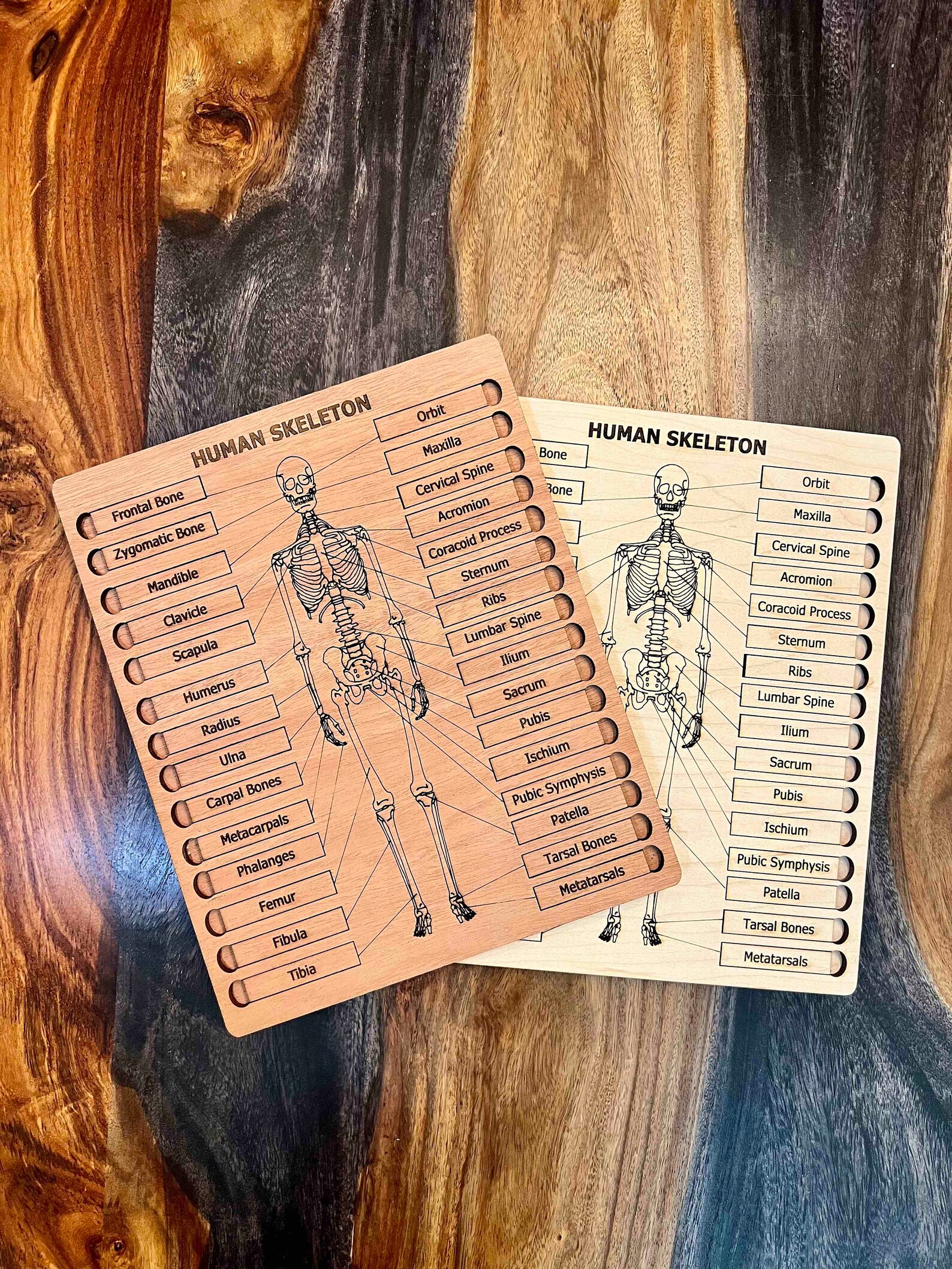 Human Skeleton Matching Puzzle Educational Tool Laser Engraved - Etsy