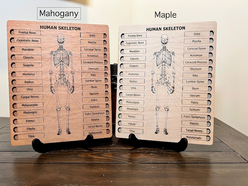 Human Skeleton Matching Puzzle Educational Tool Laser Engraved Laser ...