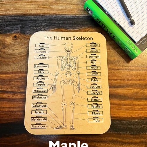 Human Skeleton Matching Puzzle Educational Tool Laser - Etsy