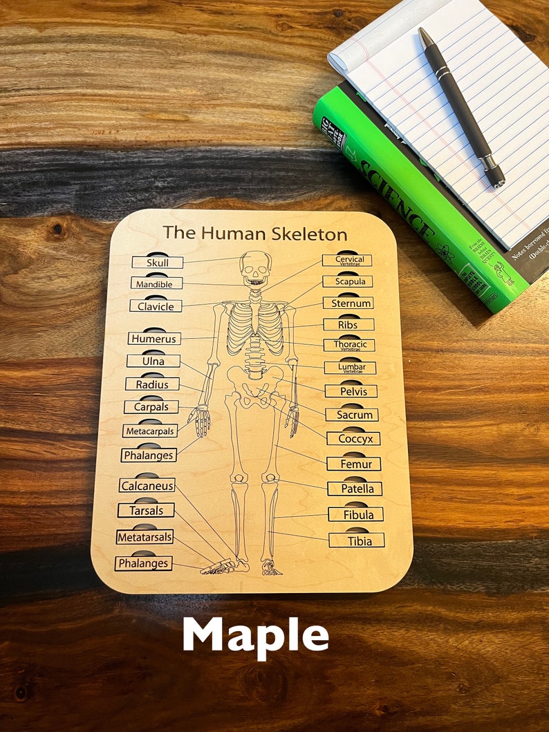 Human Skeleton Matching Puzzle Educational Tool Laser - Etsy