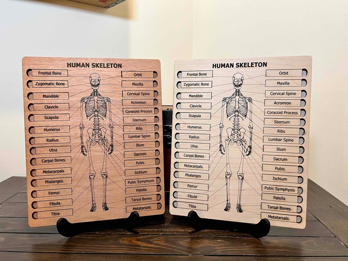 Human Skeleton Matching Puzzle Educational Tool Laser Engraved Laser ...