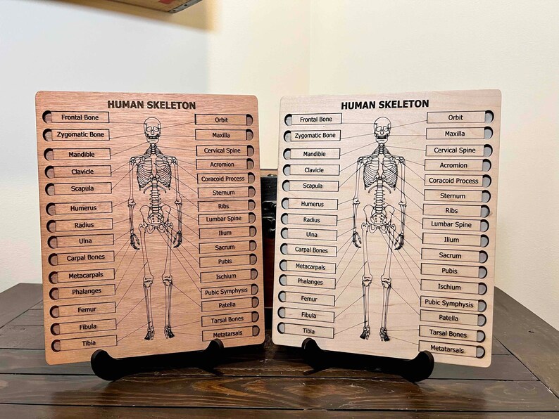 Human Skeleton Matching Puzzle Educational Tool Laser Engraved Laser ...