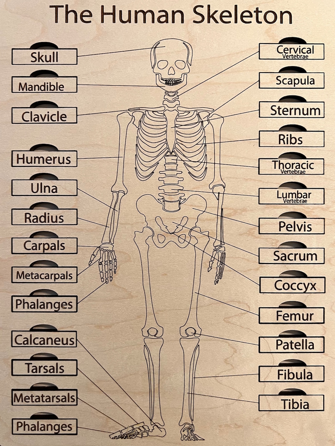 Human Skeleton Matching Puzzle Educational Tool Laser - Etsy