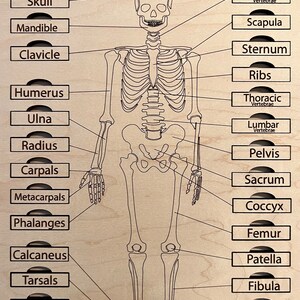 Human Skeleton Matching Puzzle Educational Tool Laser - Etsy