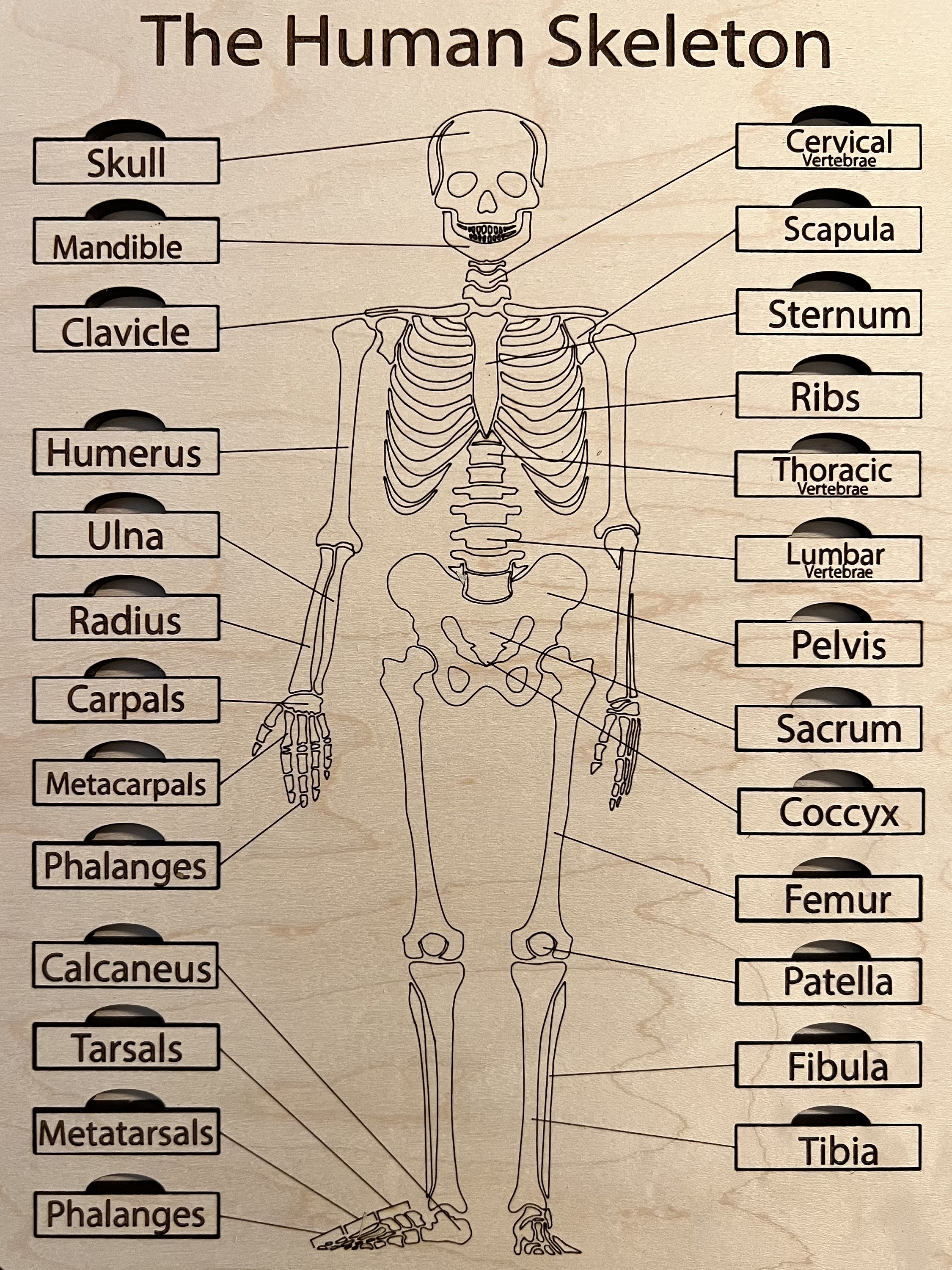 Human Skeleton Matching Puzzle Educational Tool Laser - Etsy