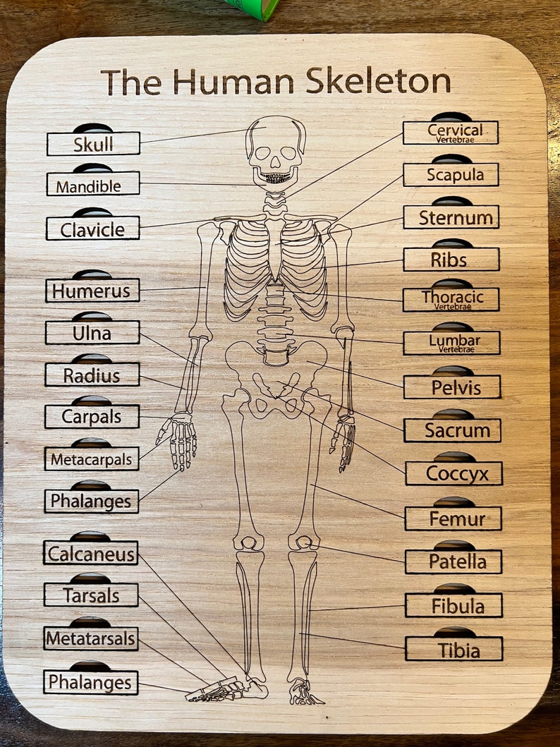 Human Skeleton Matching Puzzle Educational Tool Laser - Etsy