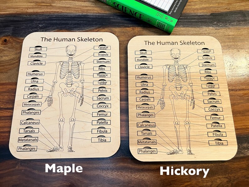 Human Skeleton Matching Puzzle Educational Tool Laser - Etsy