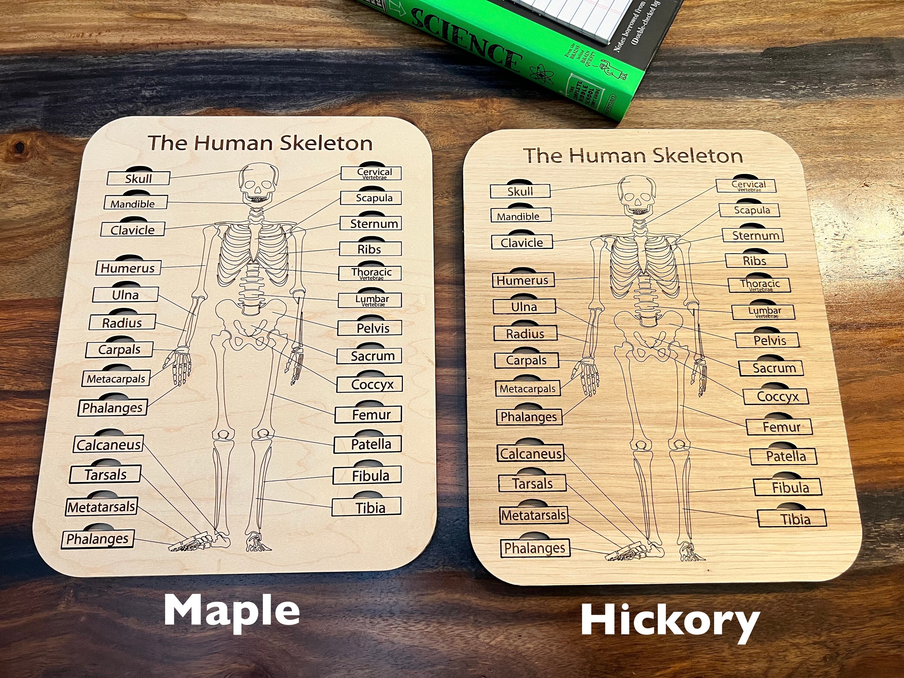 Human Skeleton Matching Puzzle Educational Tool Laser - Etsy