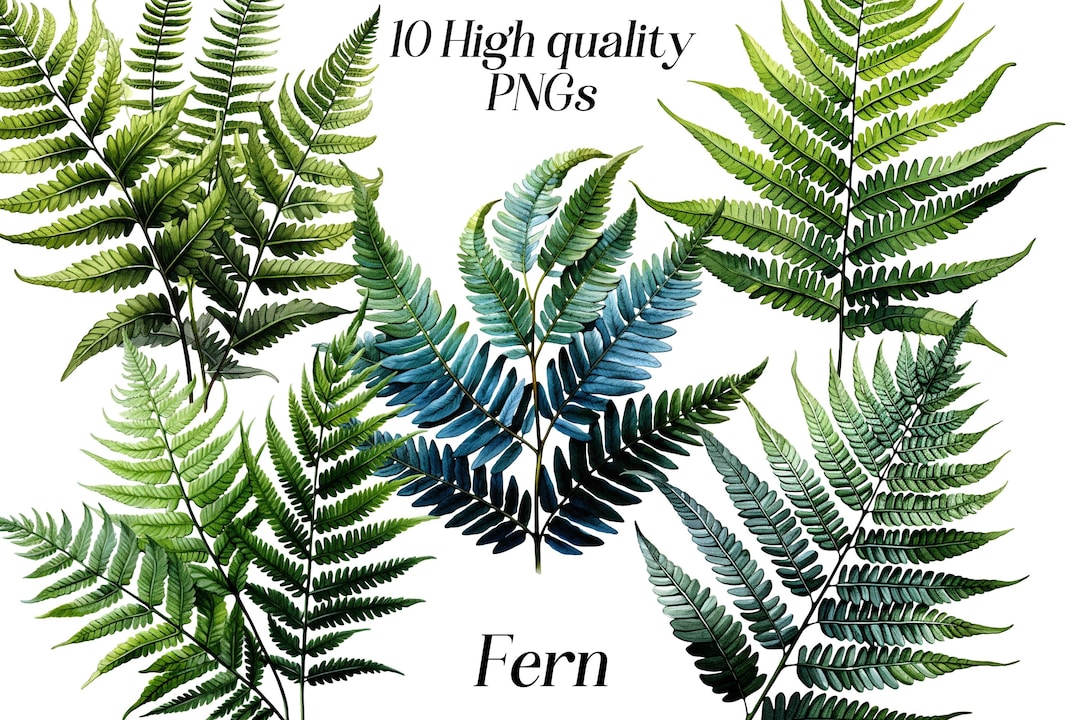 Watercolor Fern Clipart, 10 High Quality PNG Files, Fern Graphics ...