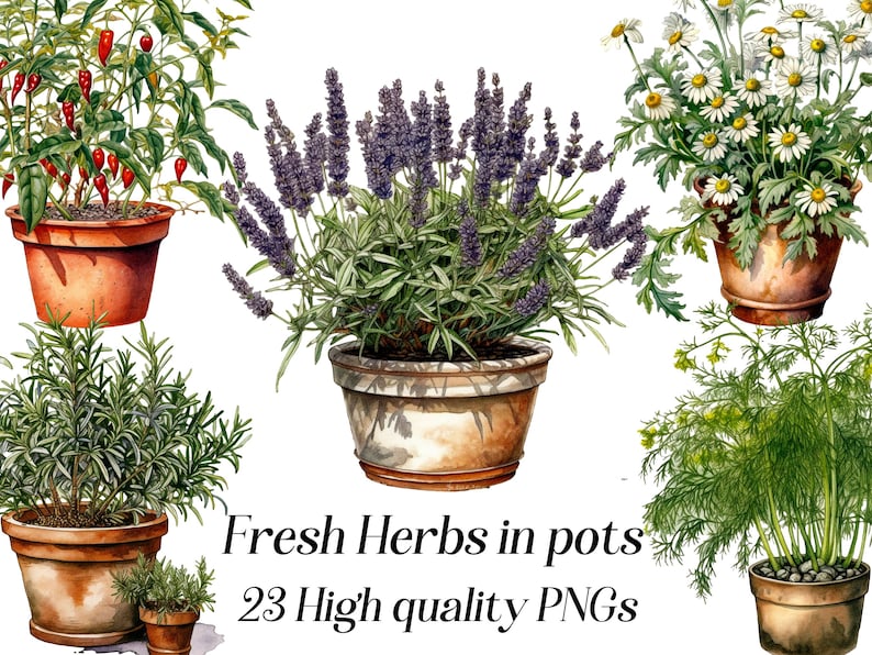Watercolor Fresh Herbs Clipart 23 High Quality Pngs Herb - Etsy