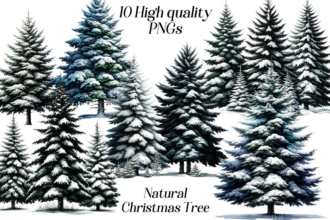 Watercolor Christmas Tree Clipart: Snowy Pine Tree PNG (digital ...
