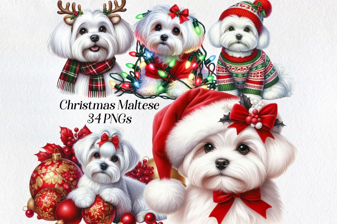 Christmas Maltese Clipart: Watercolor Puppy PNG Graphics (34 Files) - Etsy