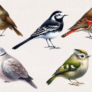 Common British Birds Clipart - UK Birds PNG Set, Hand-drawn Garden ...