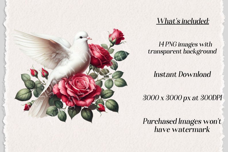 Watercolor Dove Clipart: Floral Dove With Red Roses (14 Pngs) (digital ...