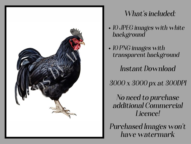 Watercolor Chicken Clipart 10 High Quality JPEG and PNG - Etsy