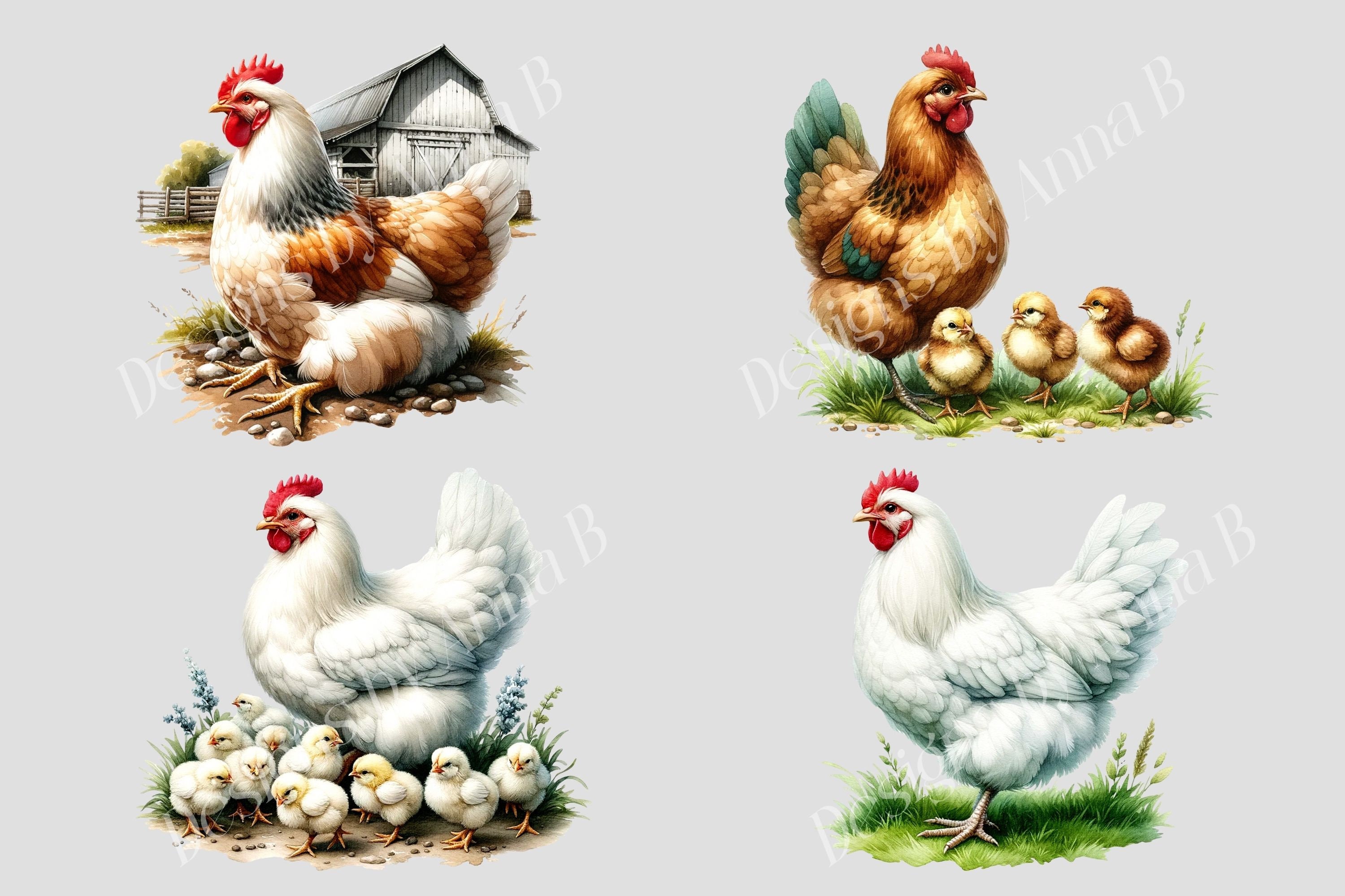 Watercolor Chicken Clipart: Farm Animal PNG Graphics (22 Files) - Etsy