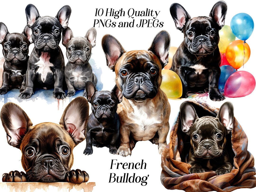 Watercolor French Bulldog Clipart, 10 High Quality JPEG and PNG Files ...