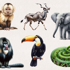 Jungle Animals Clipart - Wild Animals PNG, Safari Animal Art, Tropical ...