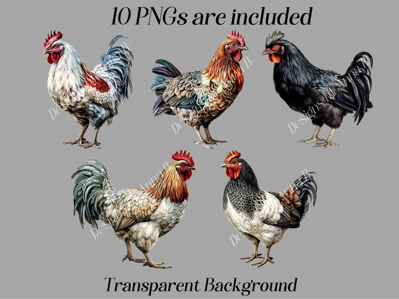 Watercolor Chicken Clipart 10 High Quality JPEG and PNG - Etsy